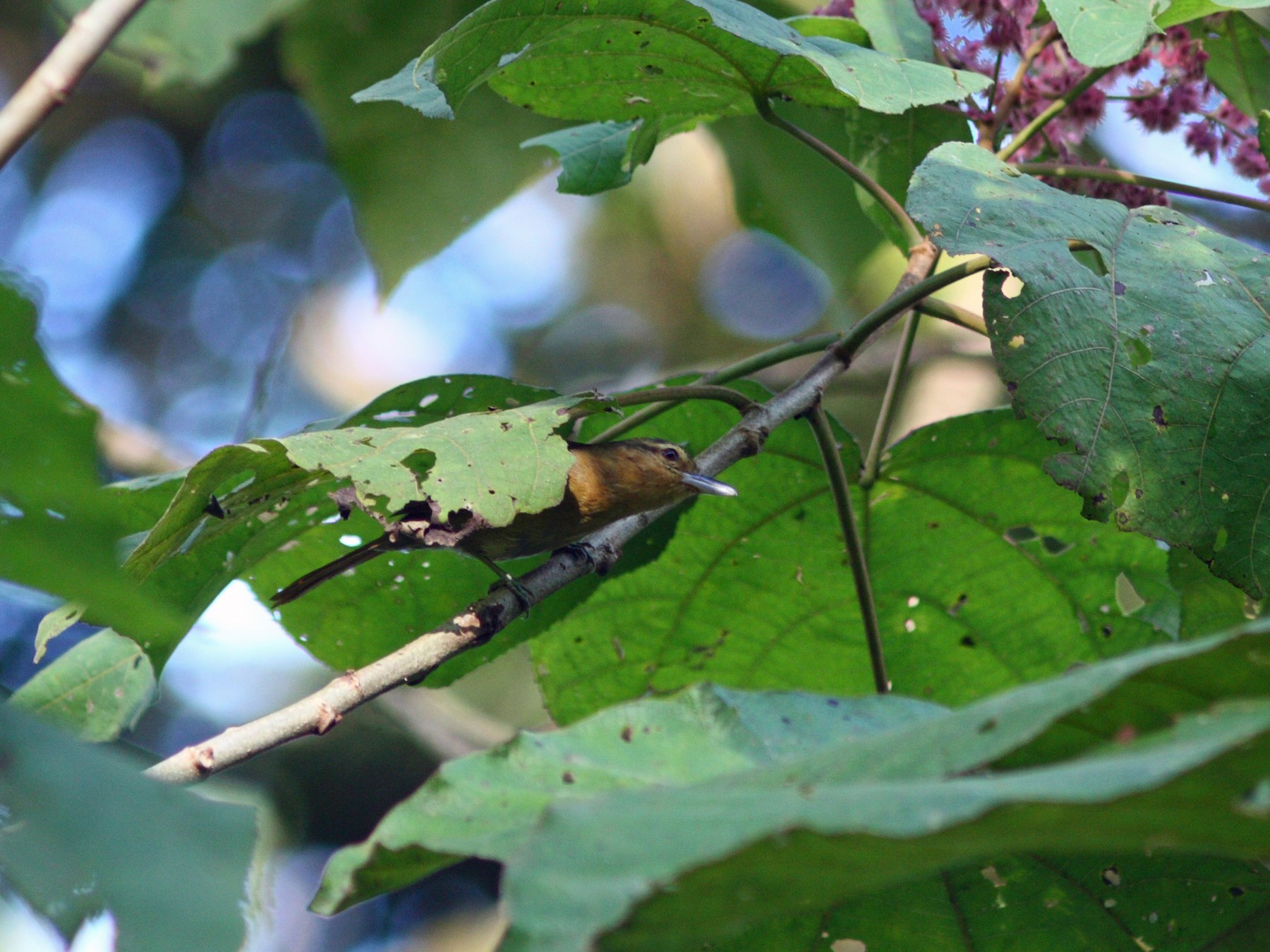 Batará Andino - eBird