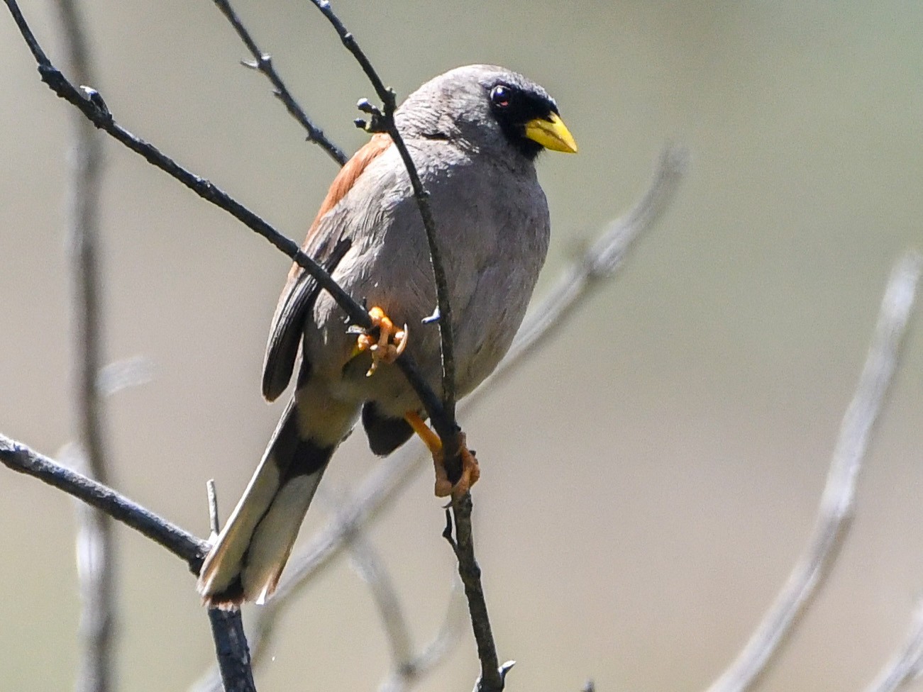 Rufous-backed Inca-Finch - eBird