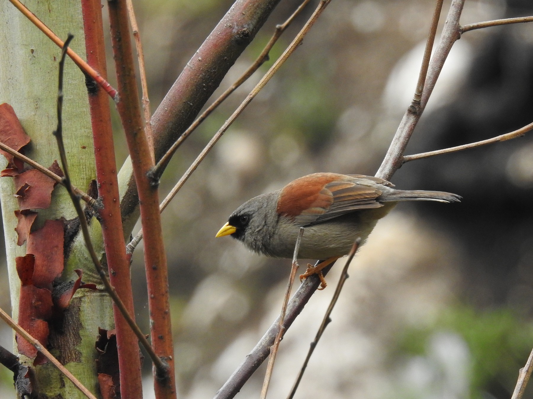 Rufous-backed Inca-Finch - eBird