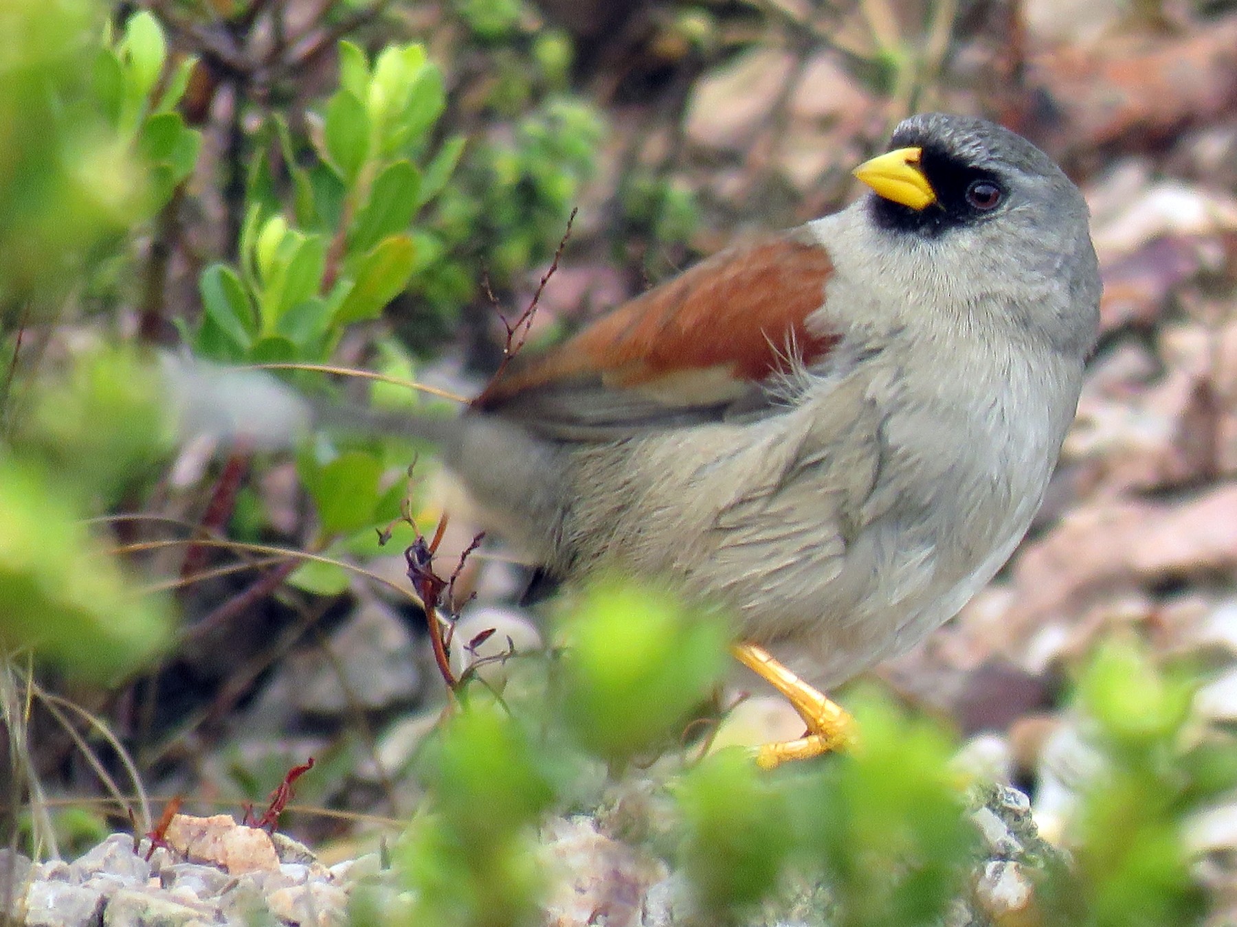 Rufous-backed Inca-Finch - eBird