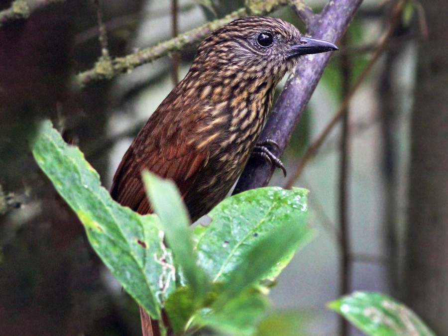 Rufous-backed Treehunter - eBird