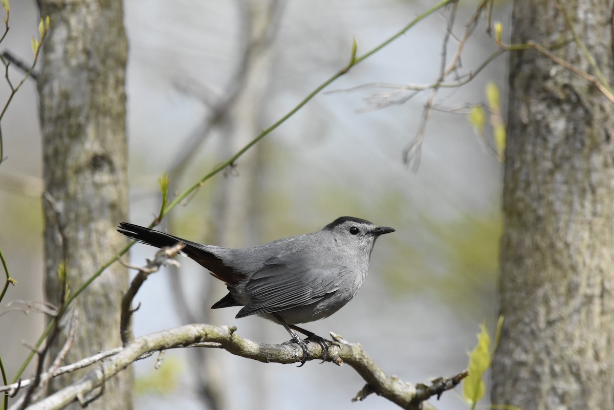 eBird Checklist - 29 Apr 2020 - Silver Lake Park/Nature Center - 39 ...