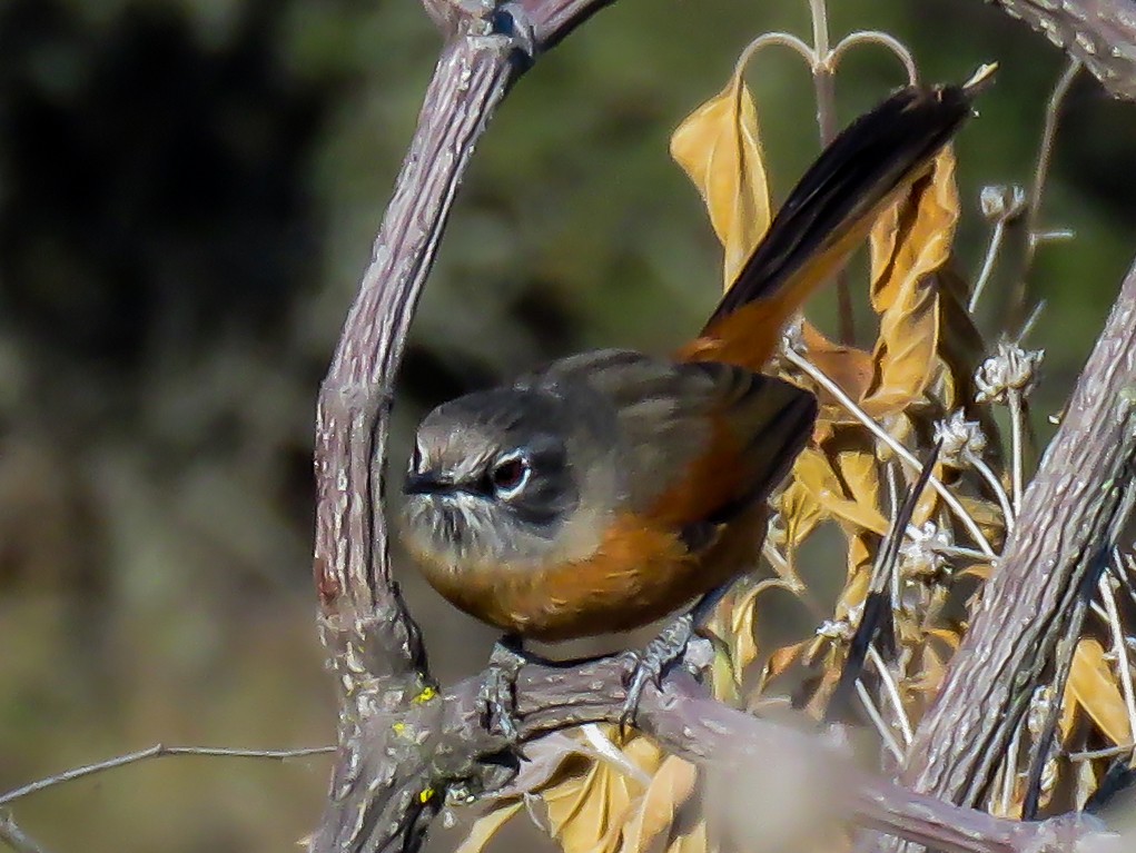 Russet-bellied Spinetail - eBird