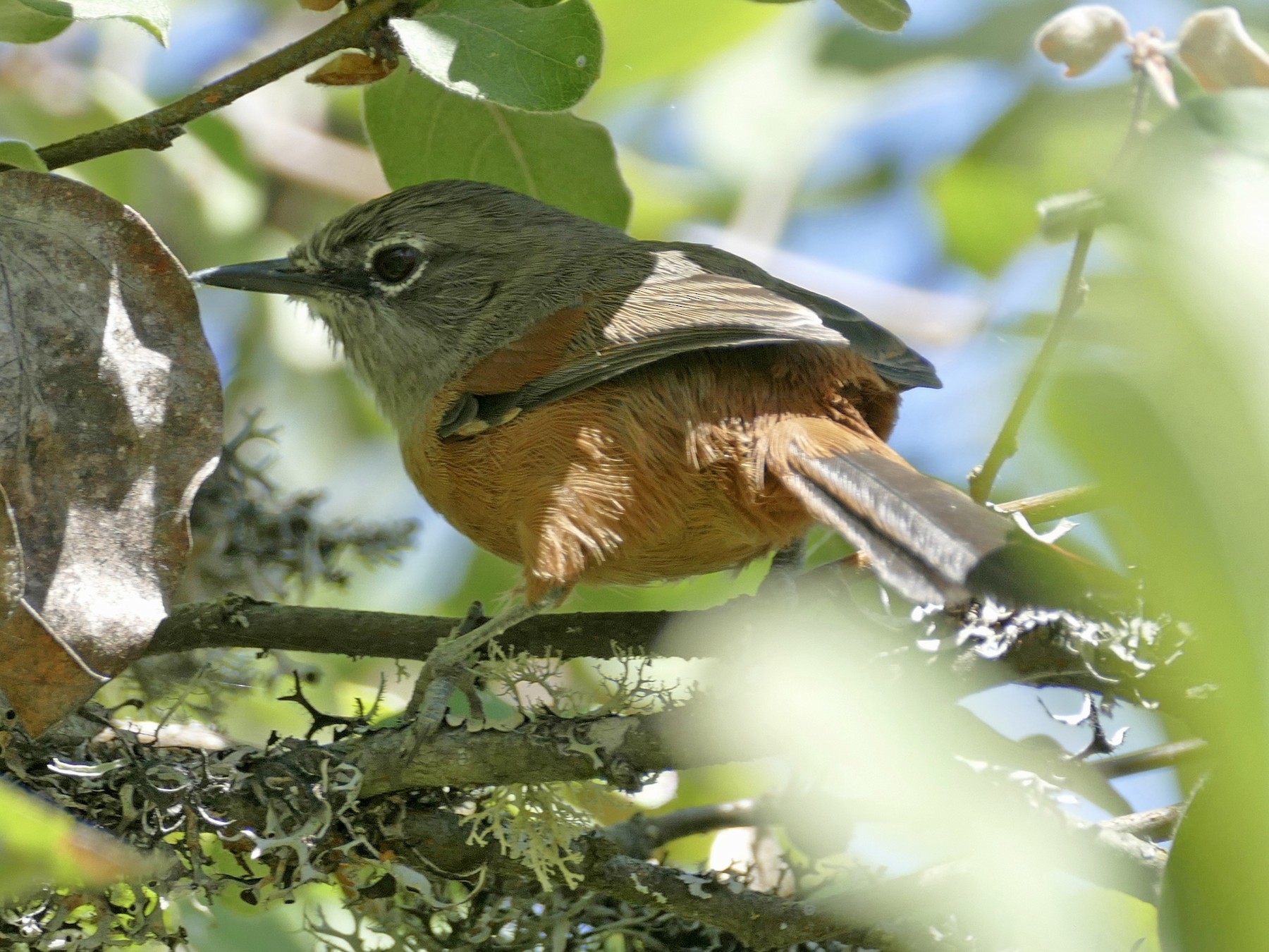 Russet-bellied Spinetail - eBird