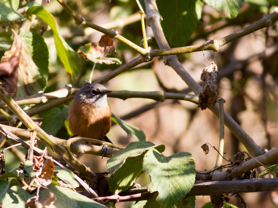 Russet-bellied Spinetail - eBird
