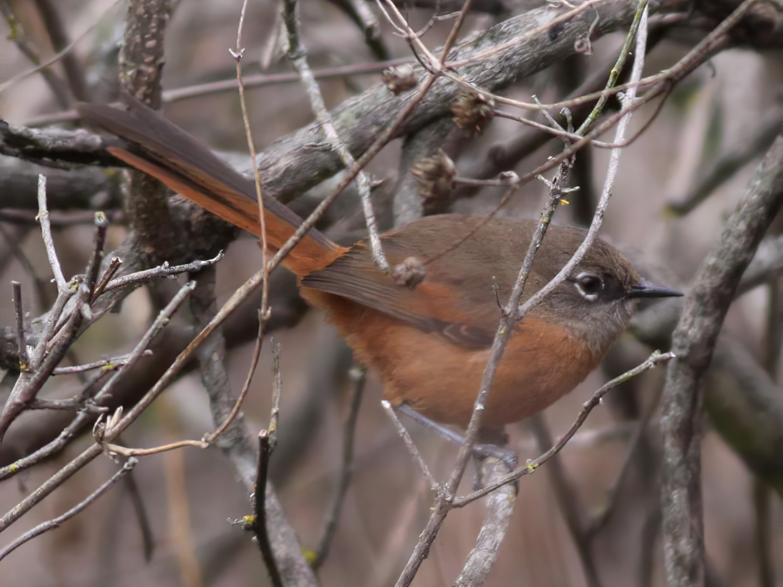 Russet-bellied Spinetail - eBird
