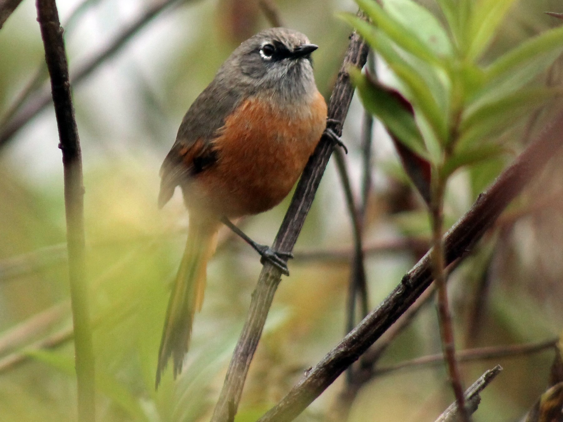 Russet-bellied Spinetail - eBird