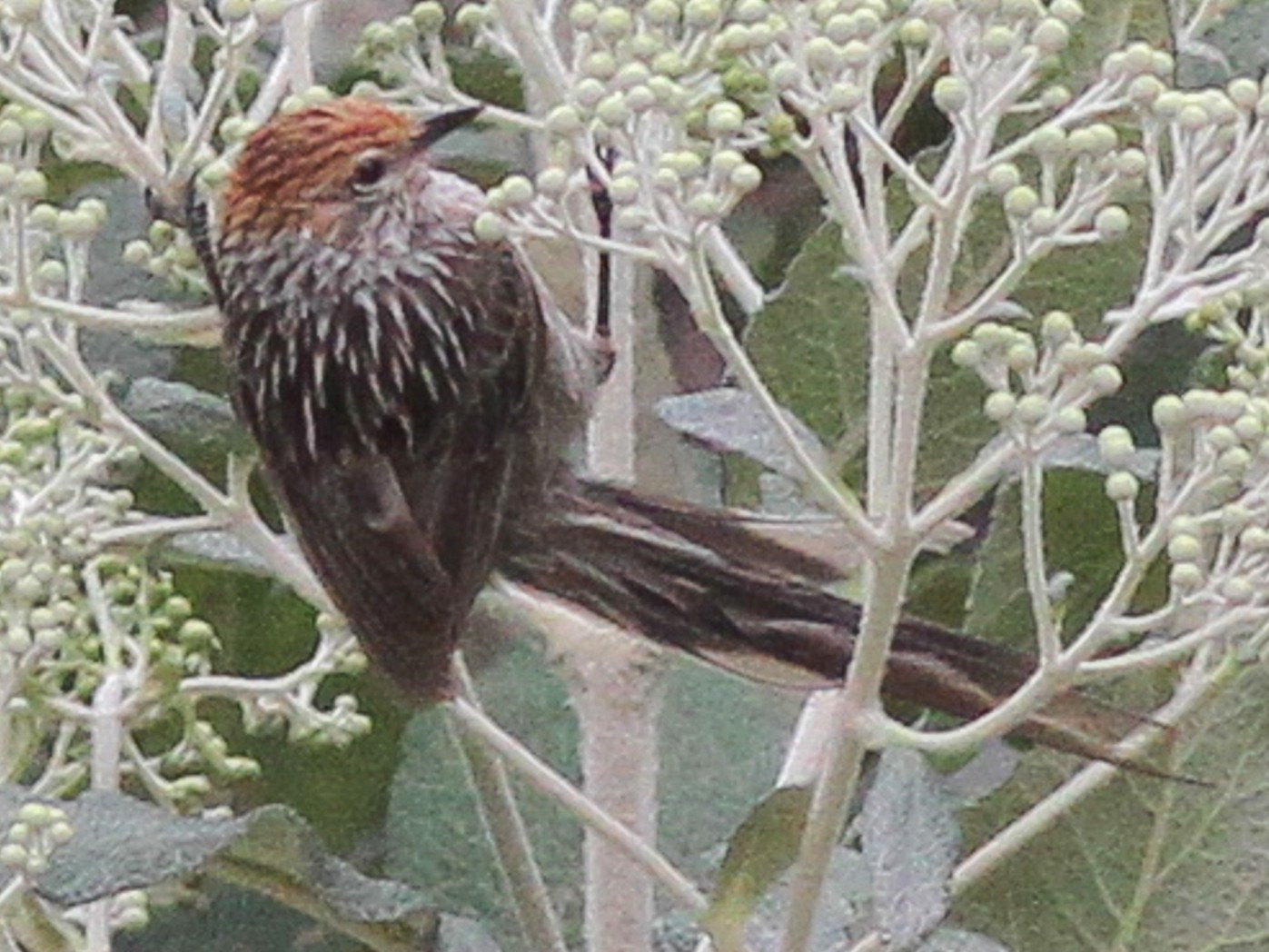 Rusty-crowned Tit-Spinetail - eBird