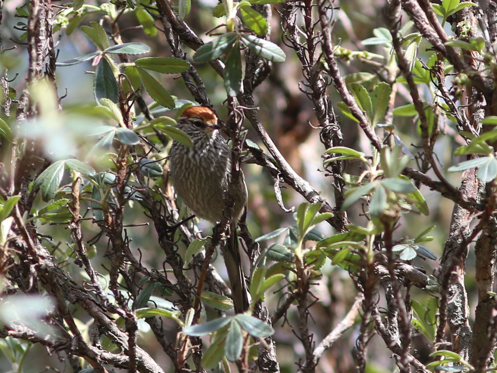 Rusty-crowned Tit-Spinetail - eBird