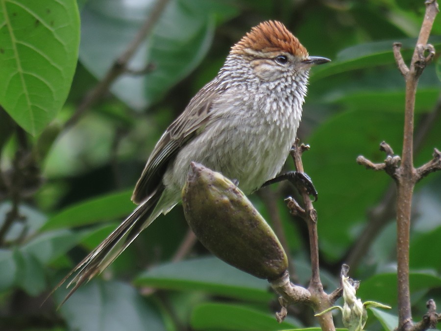 Rusty-crowned Tit-Spinetail - eBird
