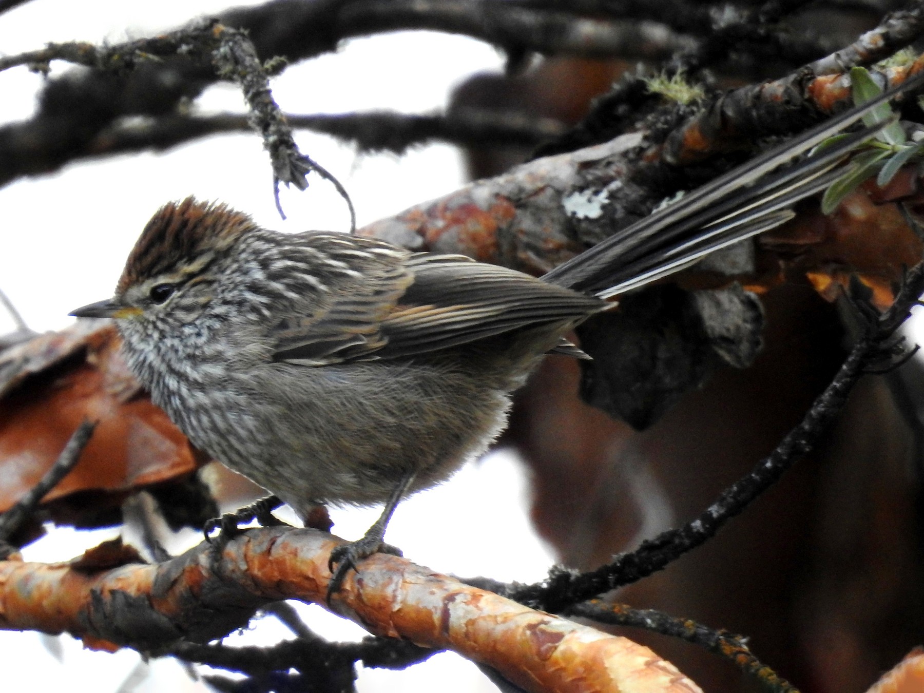 Rusty-crowned Tit-Spinetail - eBird