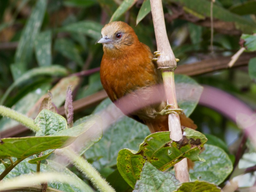 Russet-mantled Softtail - eBird