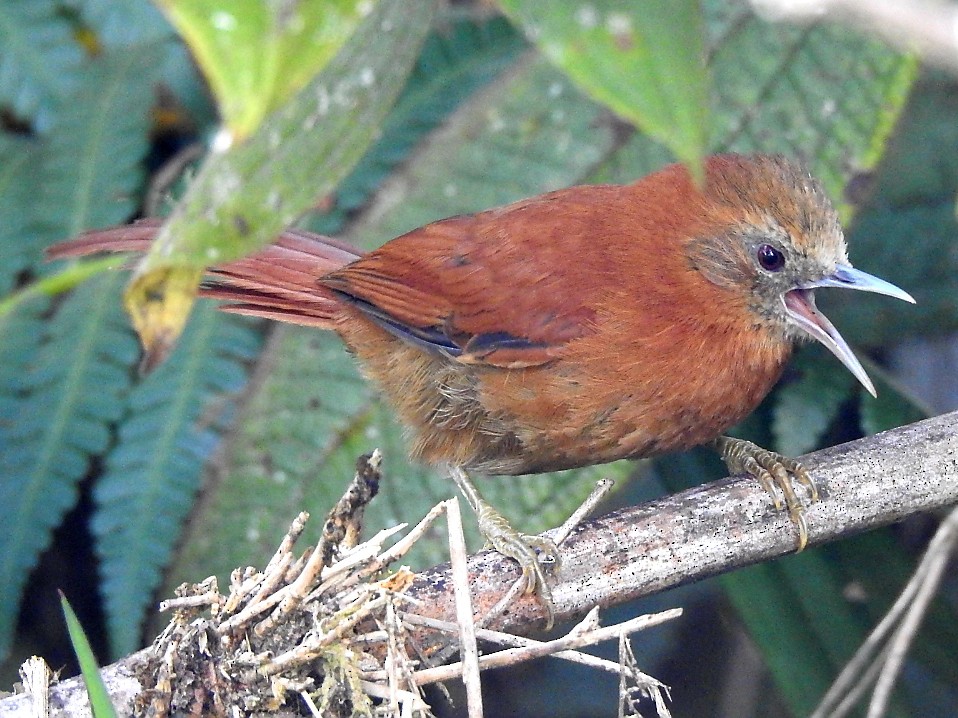 Synallaxe mantelé - eBird