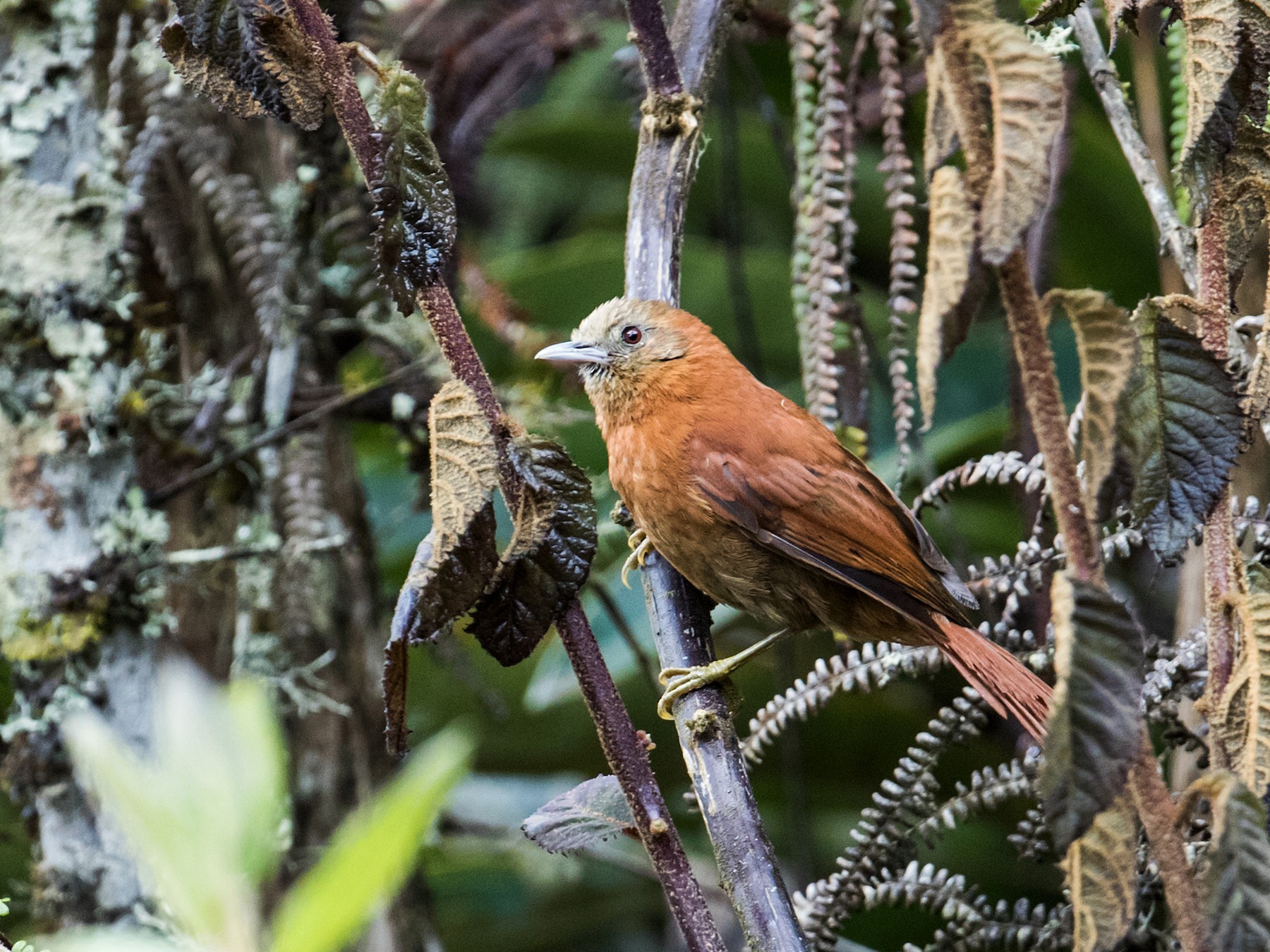 Russet-mantled Softtail - eBird