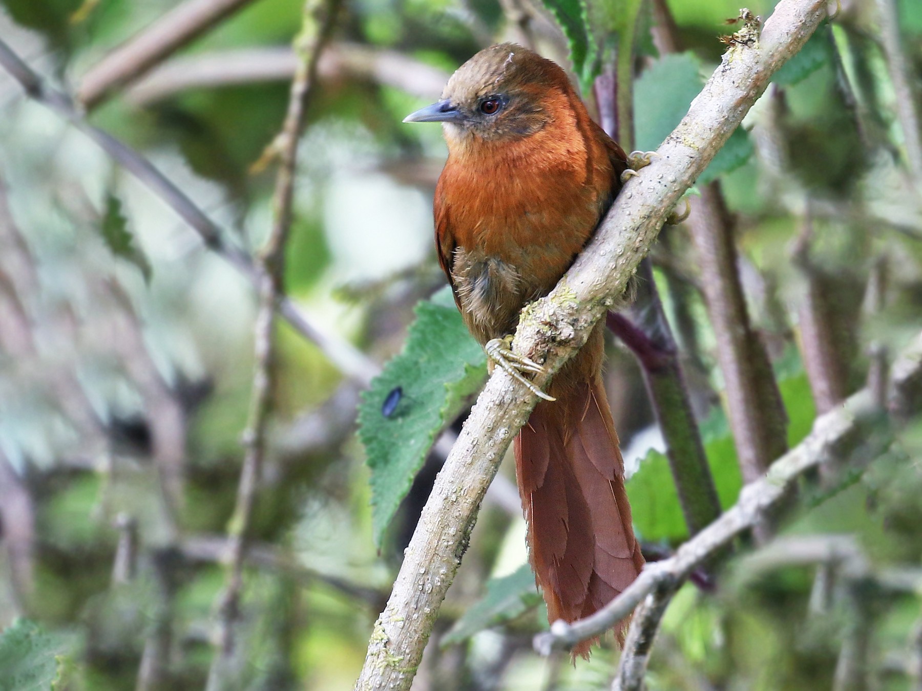 Russet-mantled Softtail - eBird