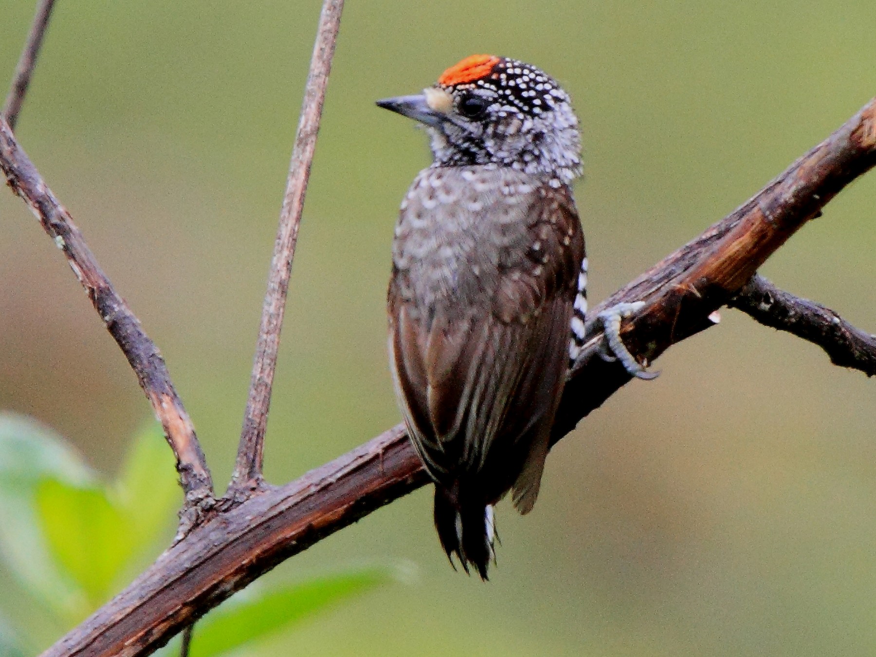 Speckle-chested Piculet - eBird