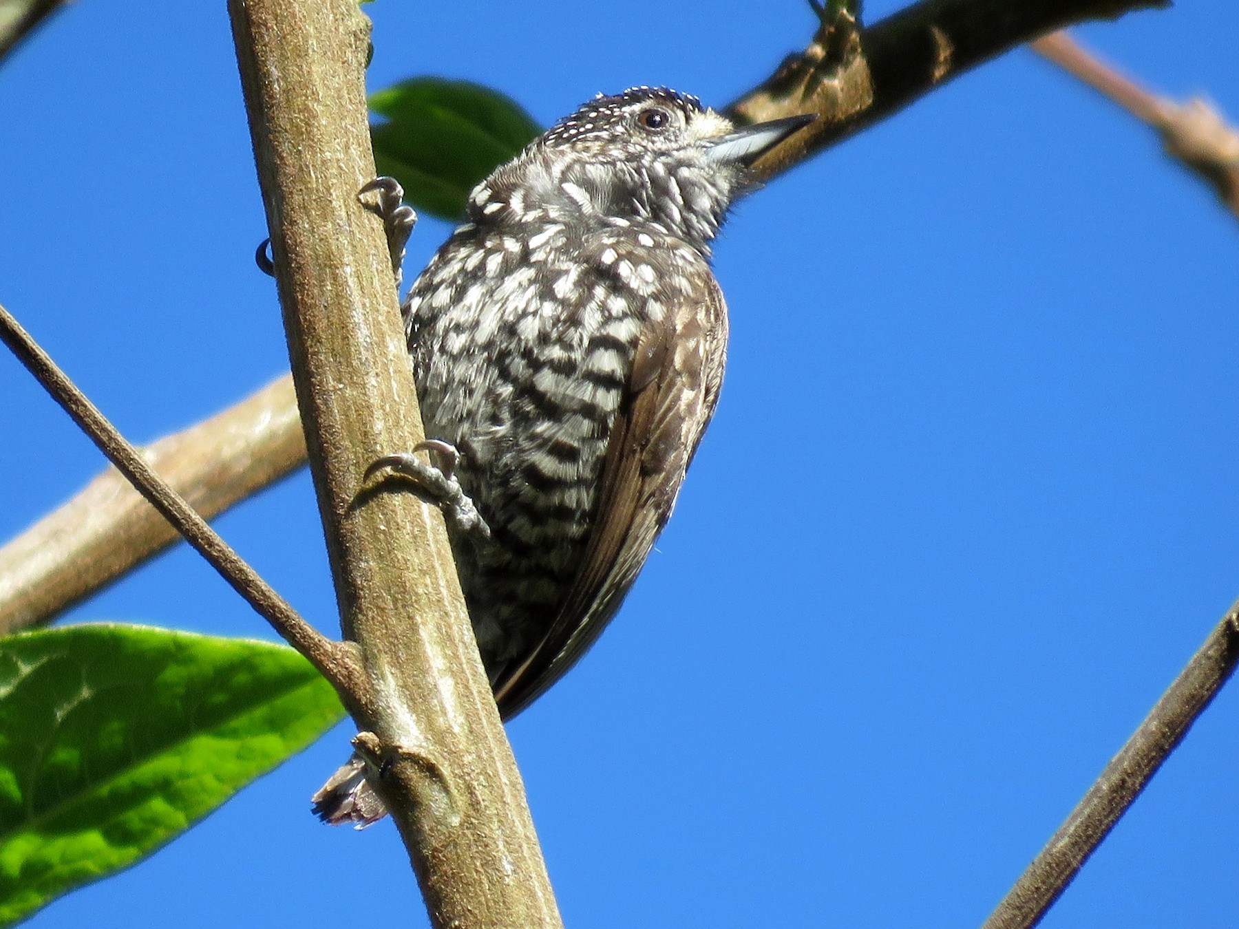 Speckle-chested Piculet - eBird