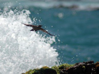 Surf Cinclodes - eBird