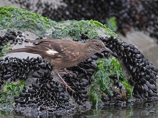 Surf Cinclodes - eBird