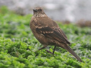 Surf Cinclodes - eBird
