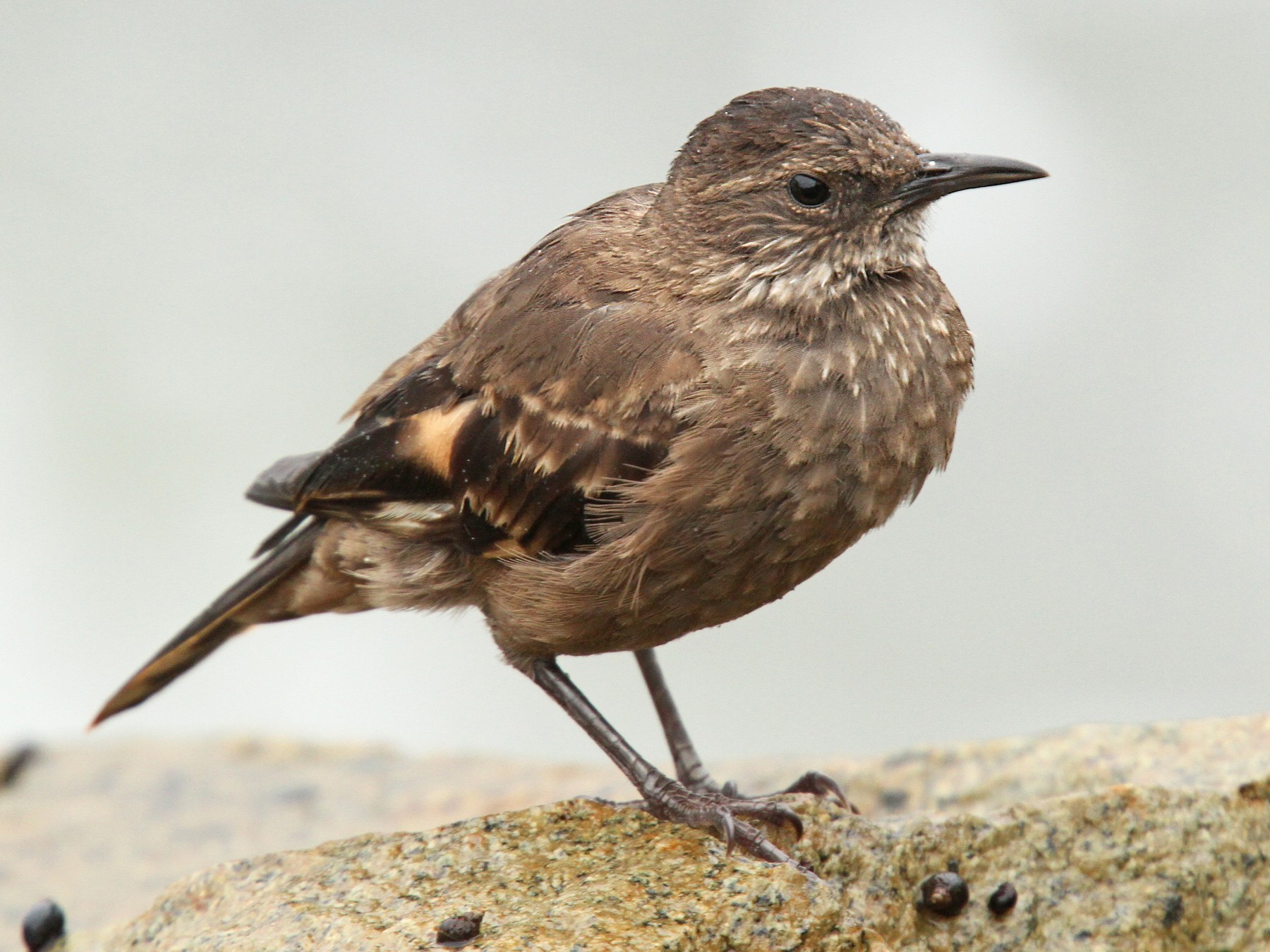 Surf Cinclodes - eBird
