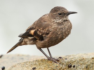 Surf Cinclodes - eBird