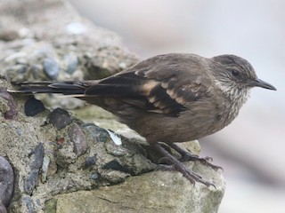 Surf Cinclodes - eBird
