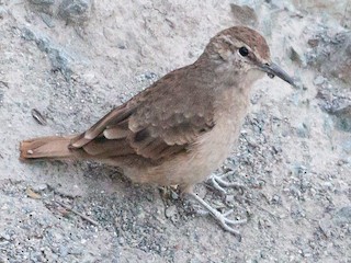 Thick-billed Miner - eBird