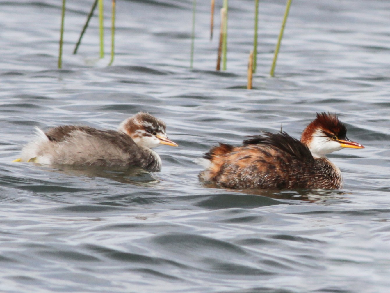 Titicaca Grebe - eBird