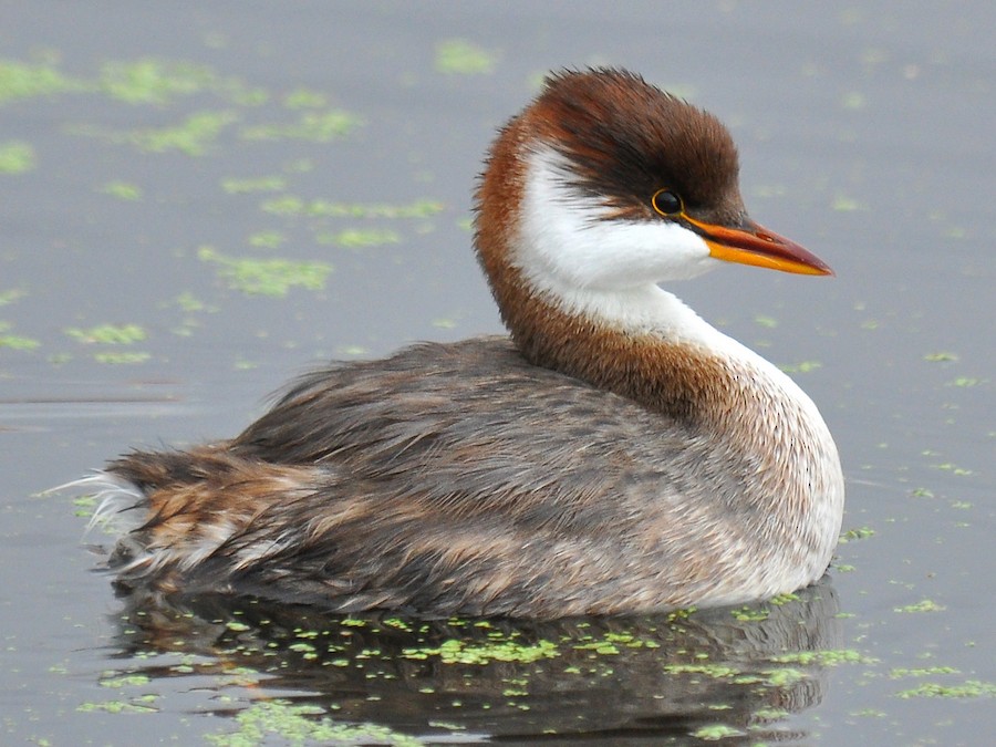 Titicaca Grebe - eBird