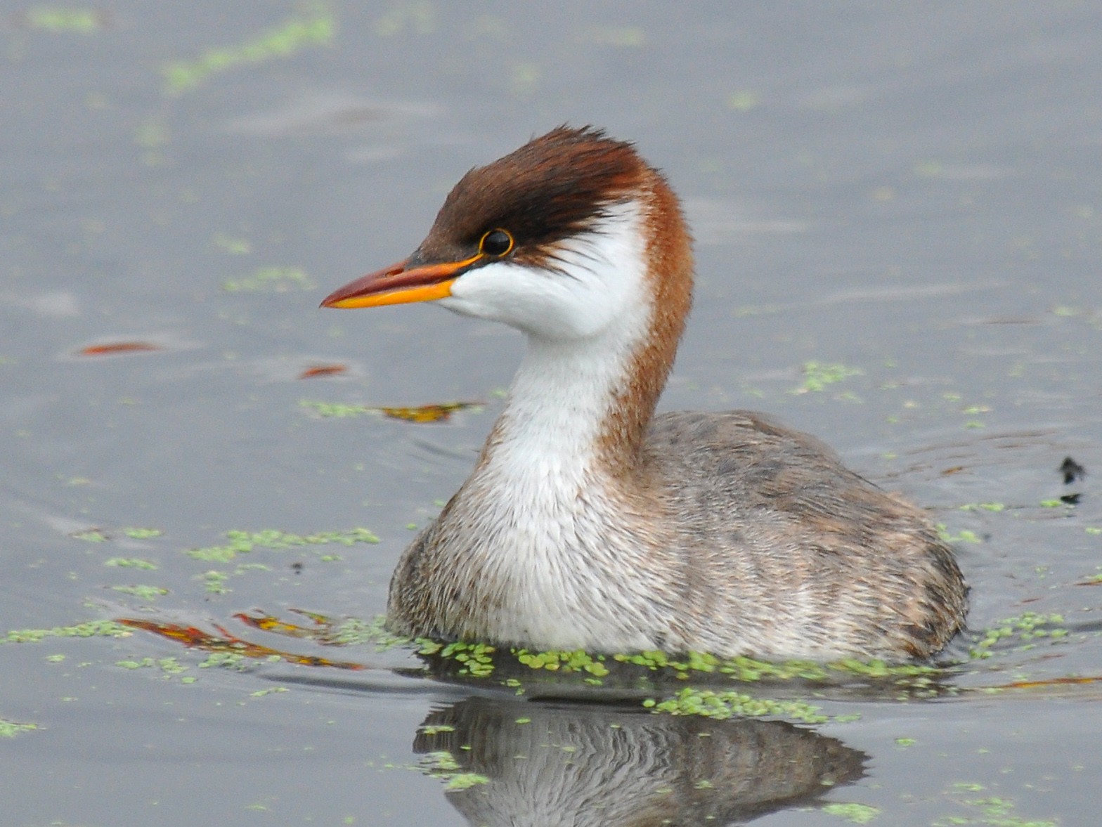 Titicaca Grebe - eBird