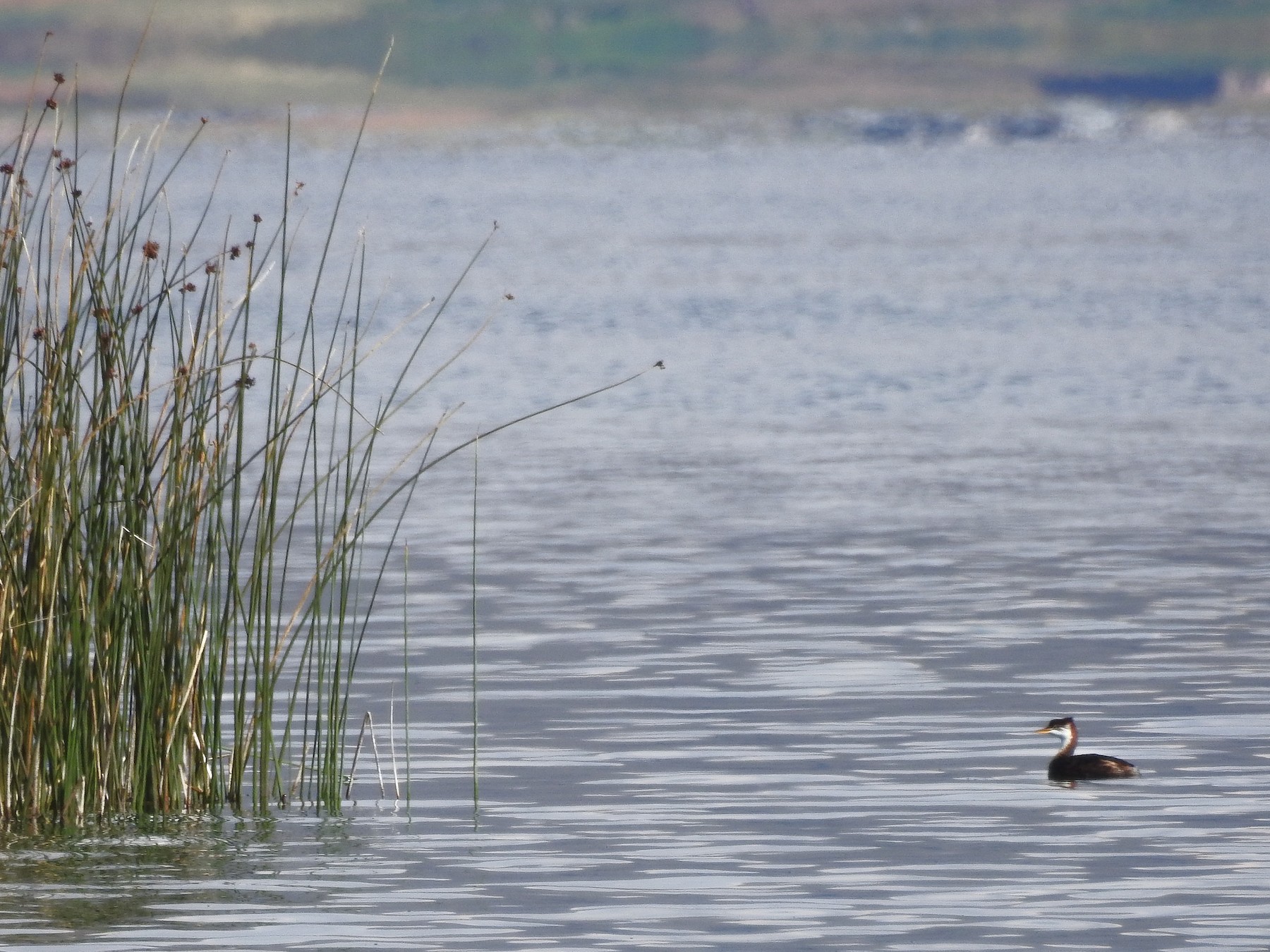 Titicaca Grebe - eBird
