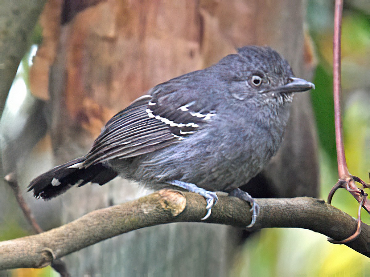 Batará Montano - eBird