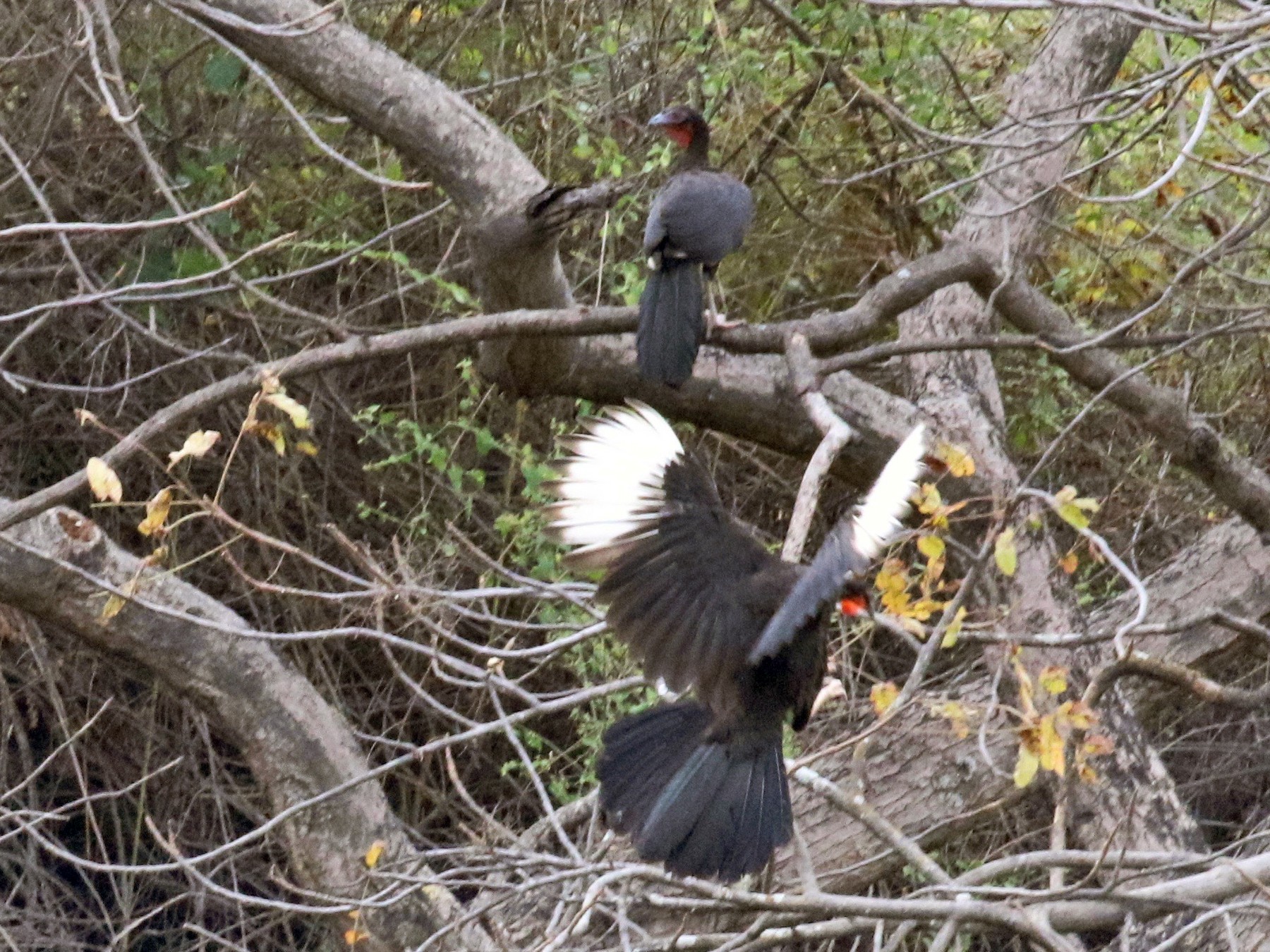 White-winged Guan - eBird