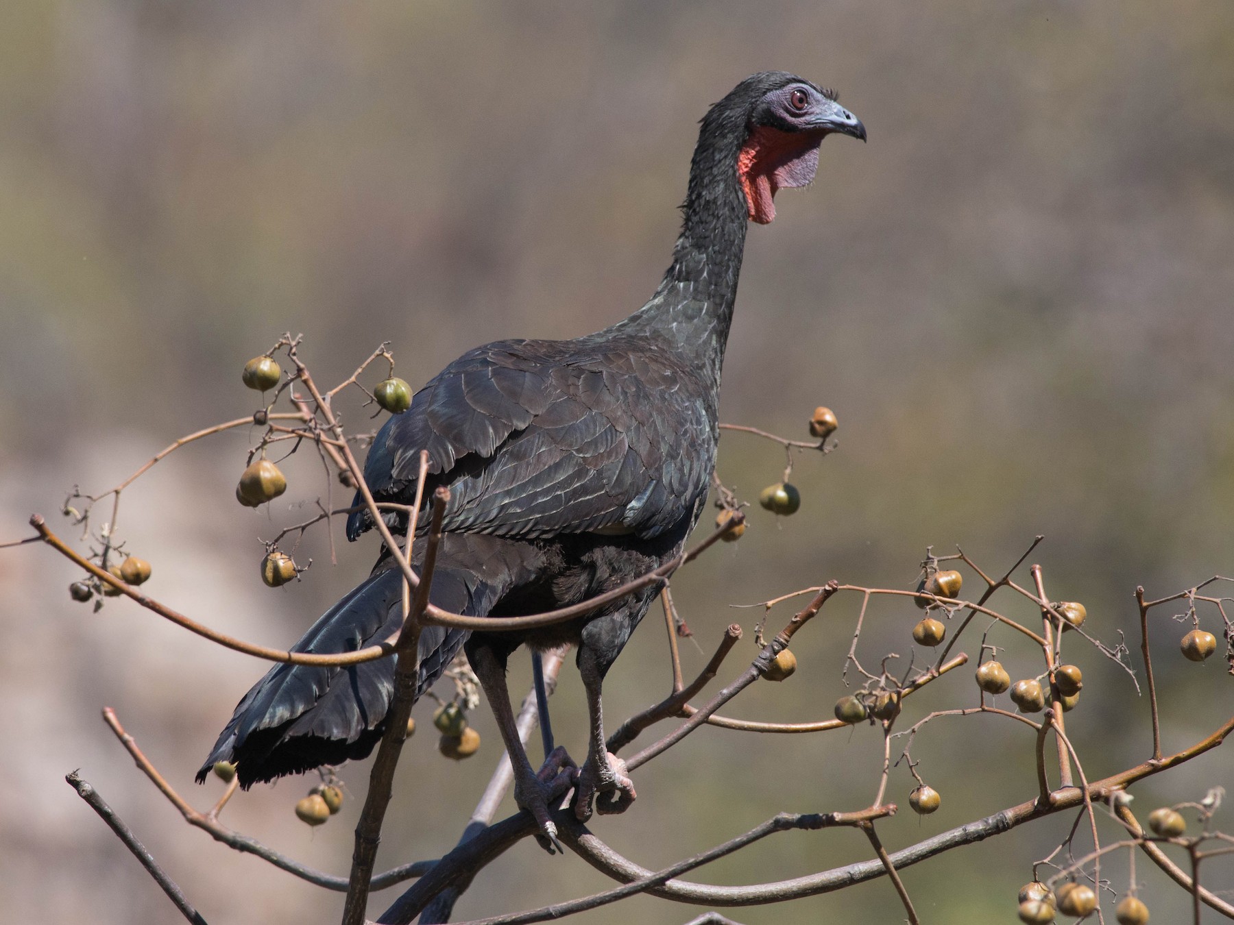 White-winged Guan - eBird