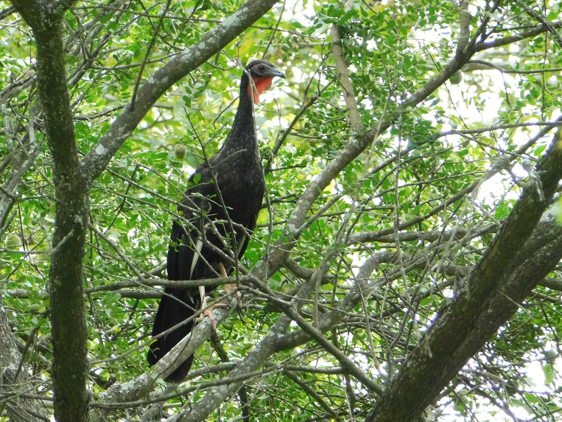 White-winged Guan - eBird
