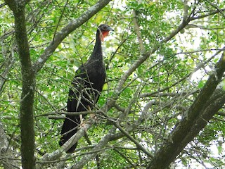 Pava aliblanca - eBird