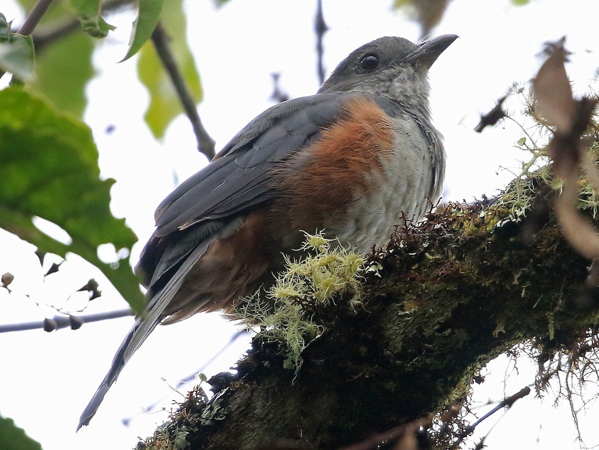 Scimitar-winged Piha - Lipaugus uropygialis - Birds of the World