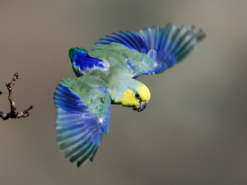 Yellow-faced Parrotlet - eBird