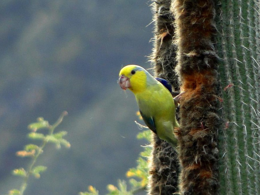 Yellow-faced Parrotlet - eBird
