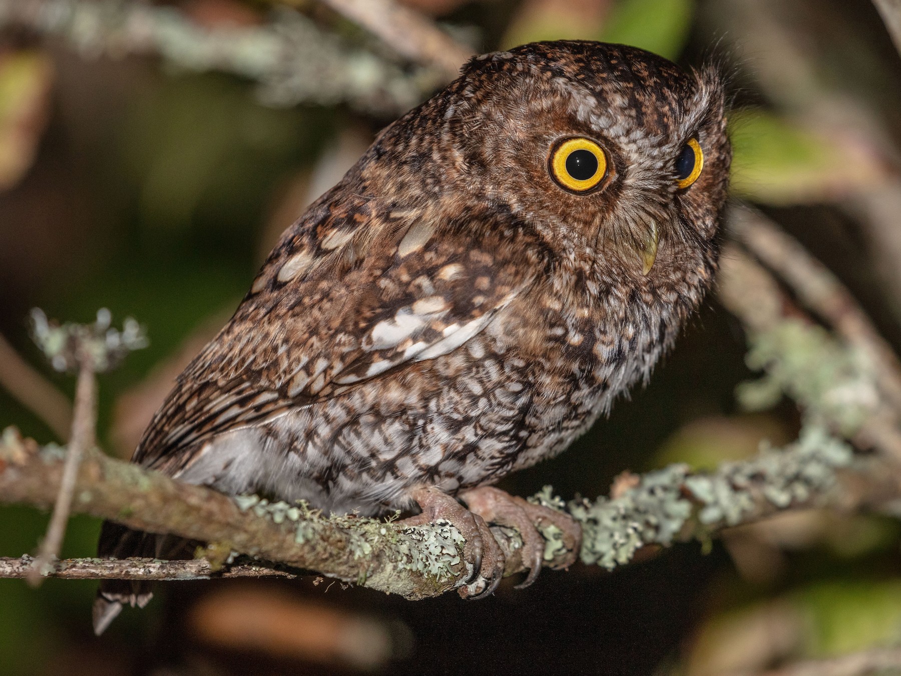 Bearded Screech-Owl - eBird