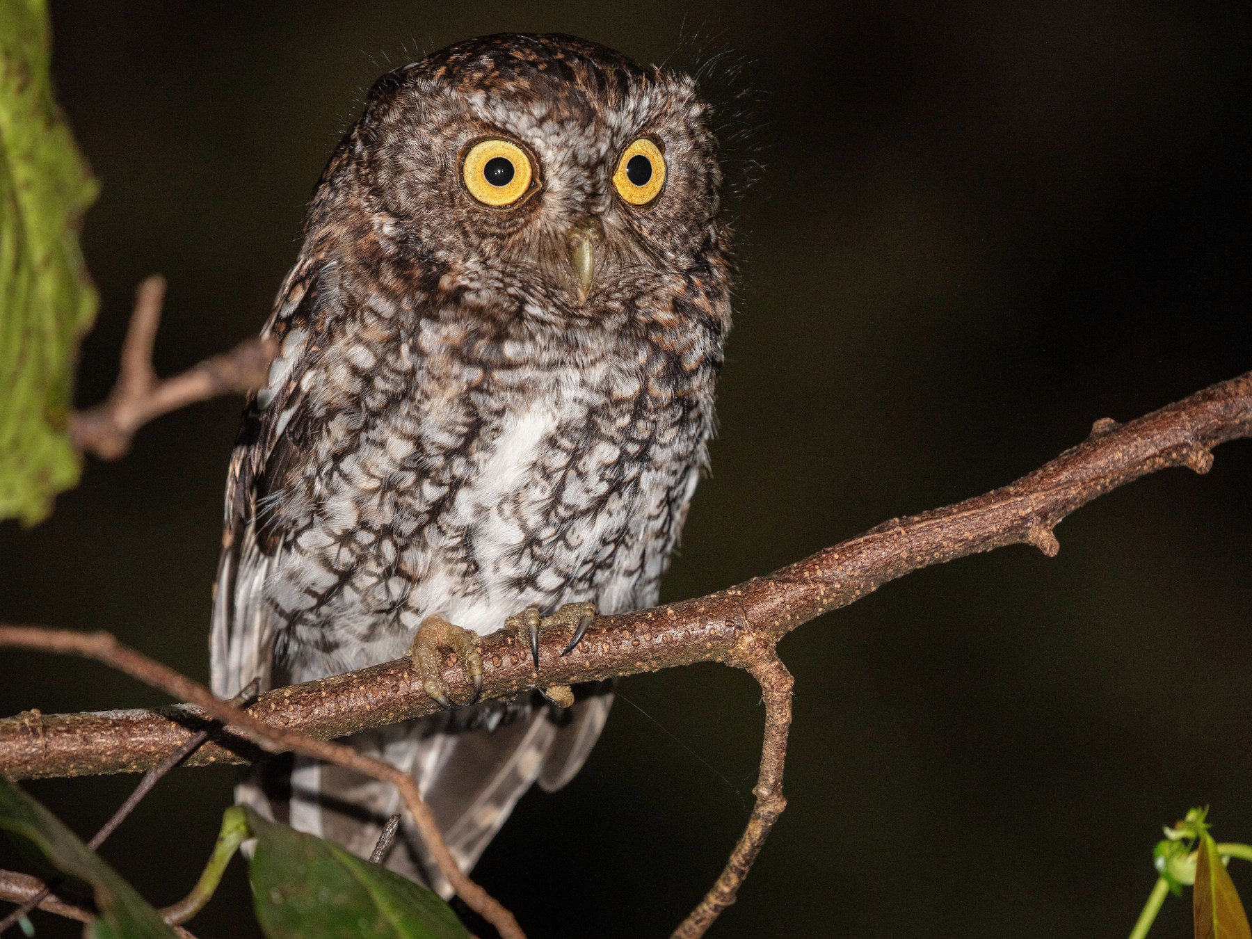 Bearded Screech-Owl - eBird
