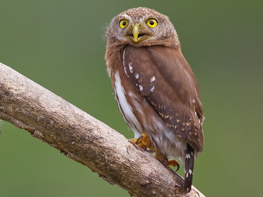 Mochuelo Centroamericano - eBird