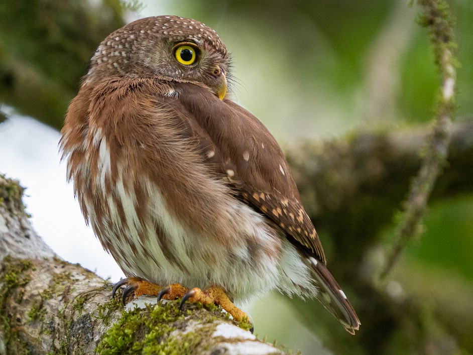 Central American Pygmy-Owl - eBird