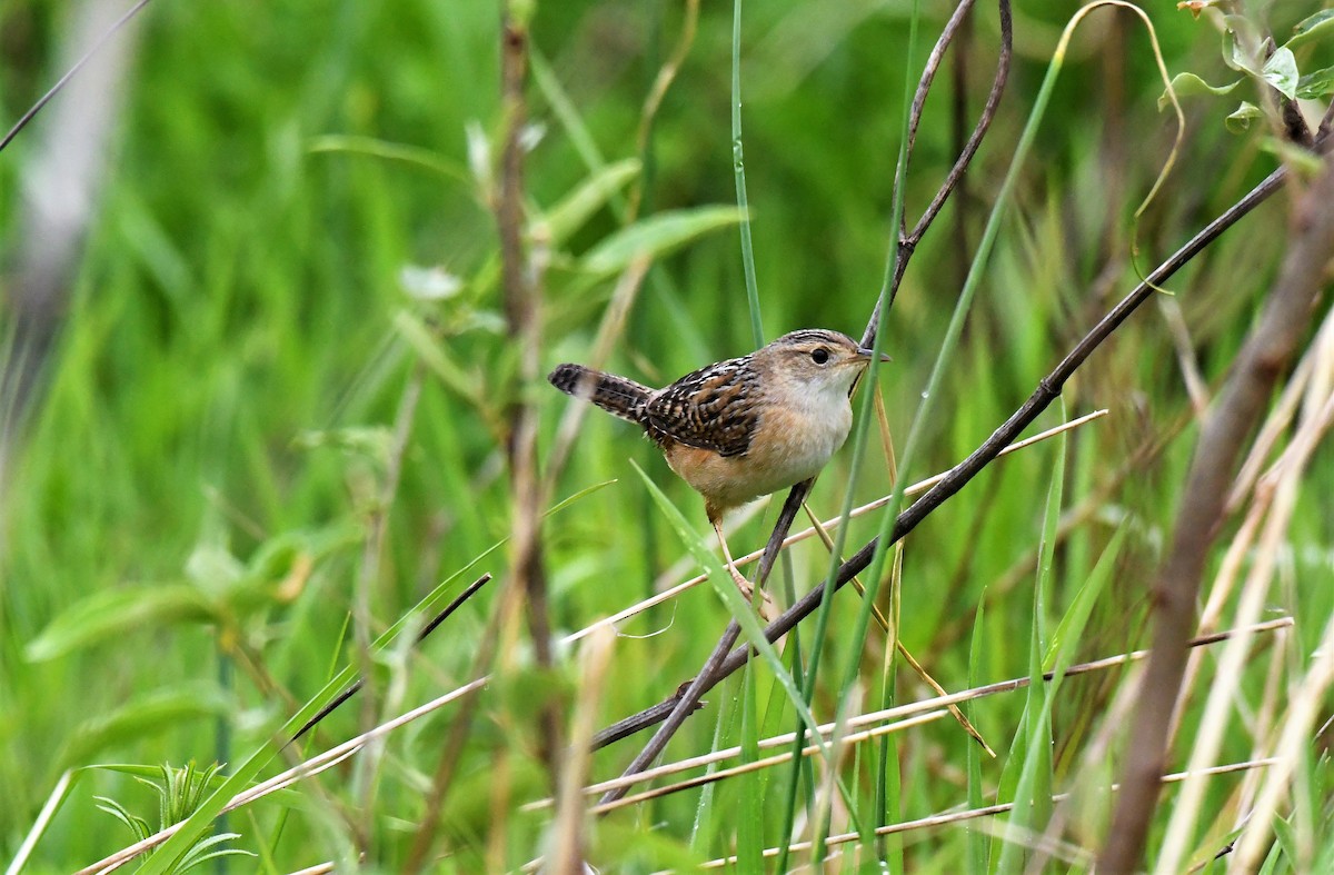eBird Checklist - 29 Apr 2020 - Jefferson NF--Caldwell Fields - 7 species