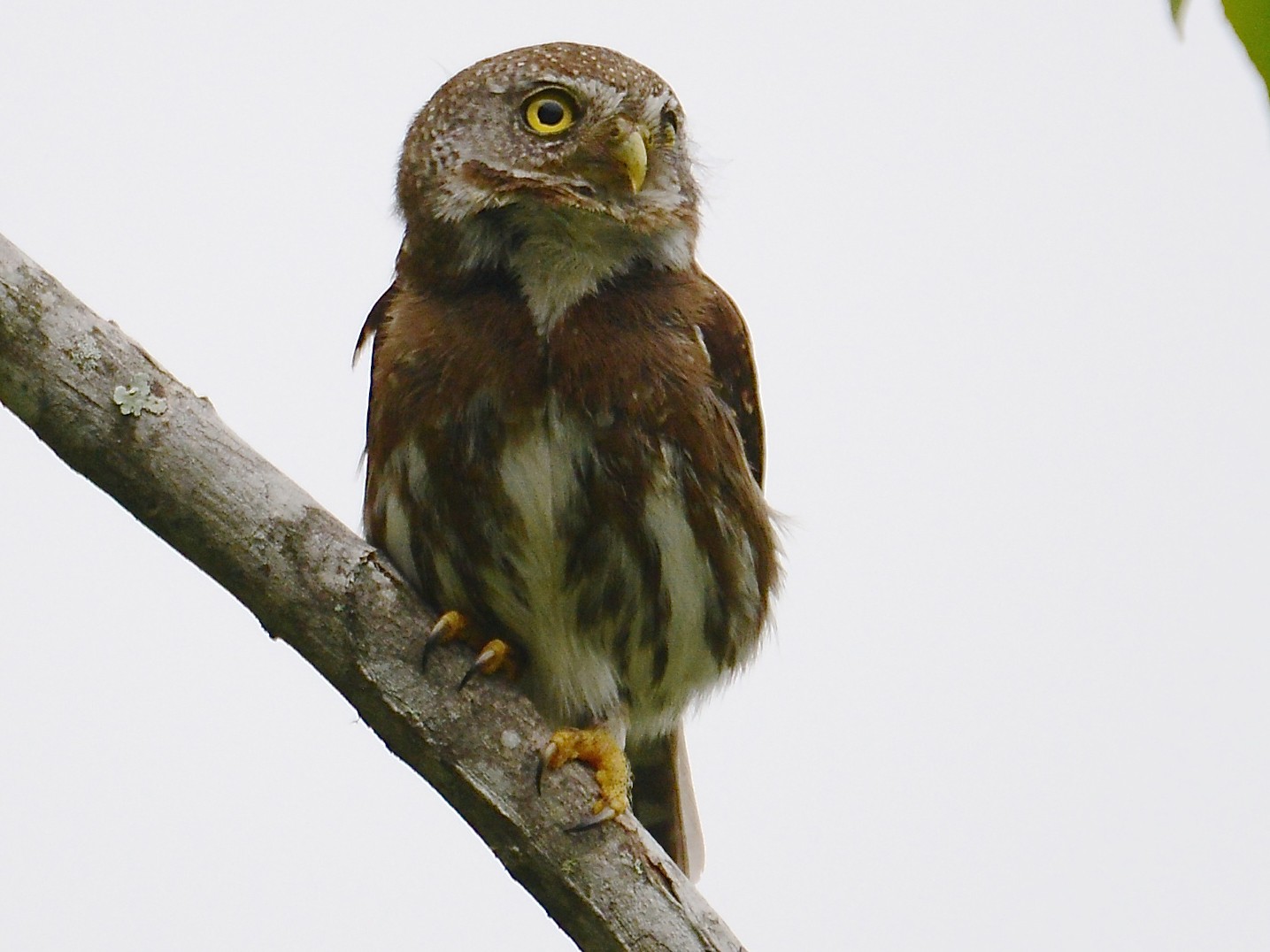 Tecolote Tamaulipeco - eBird