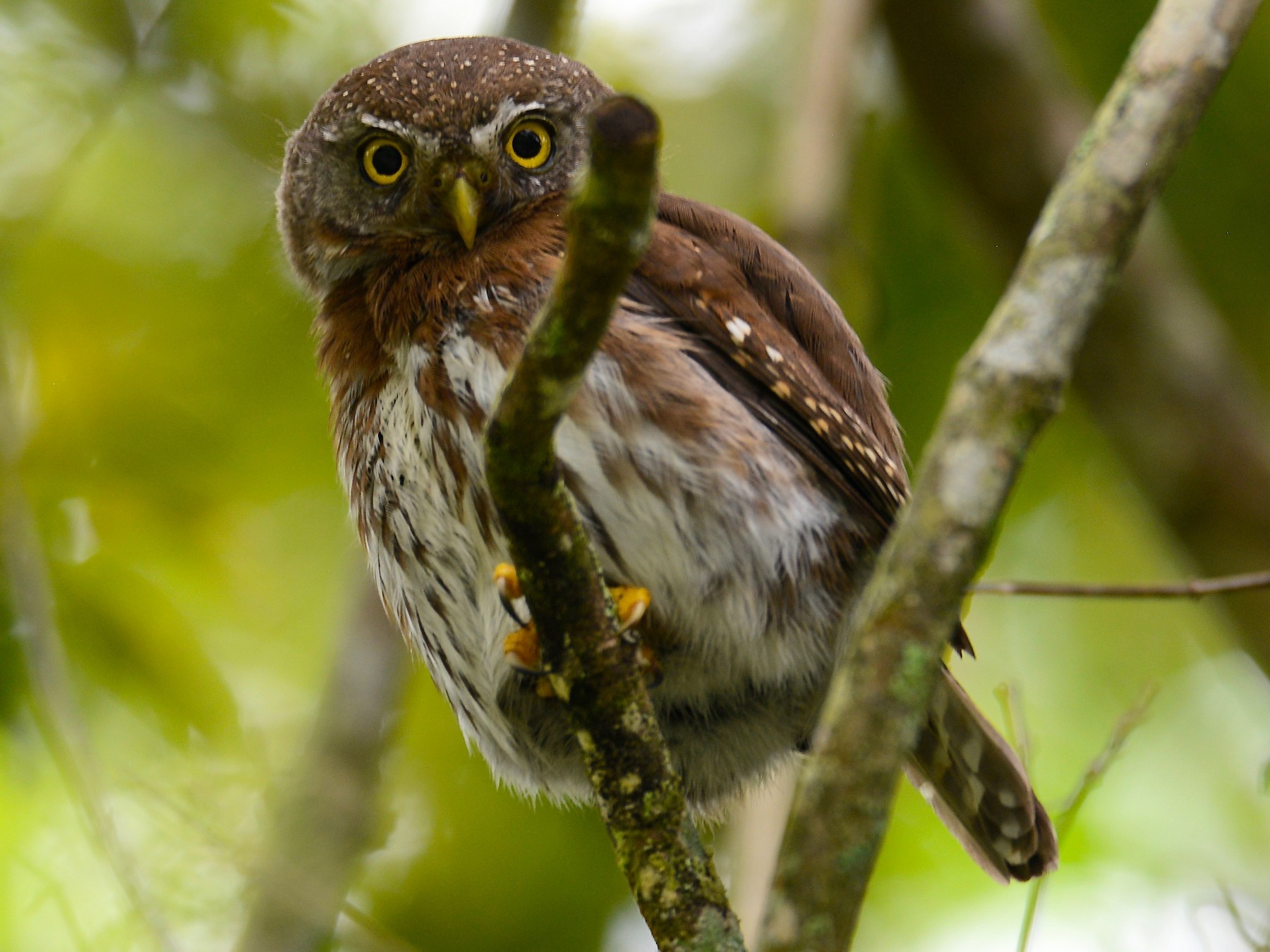 Tecolote Tamaulipeco - eBird