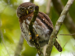 Tecolote Tamaulipeco - eBird