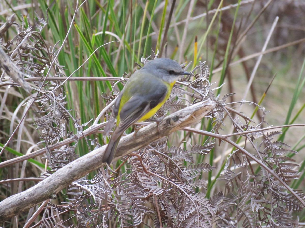 eBird Checklist - 20 May 2019 - Tidbinbilla Nature Reserve--Lyrebird ...