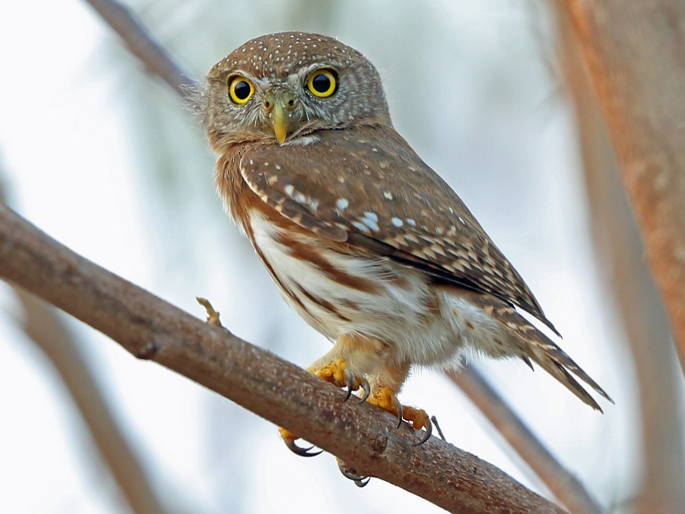 Pygmy Owl Pet